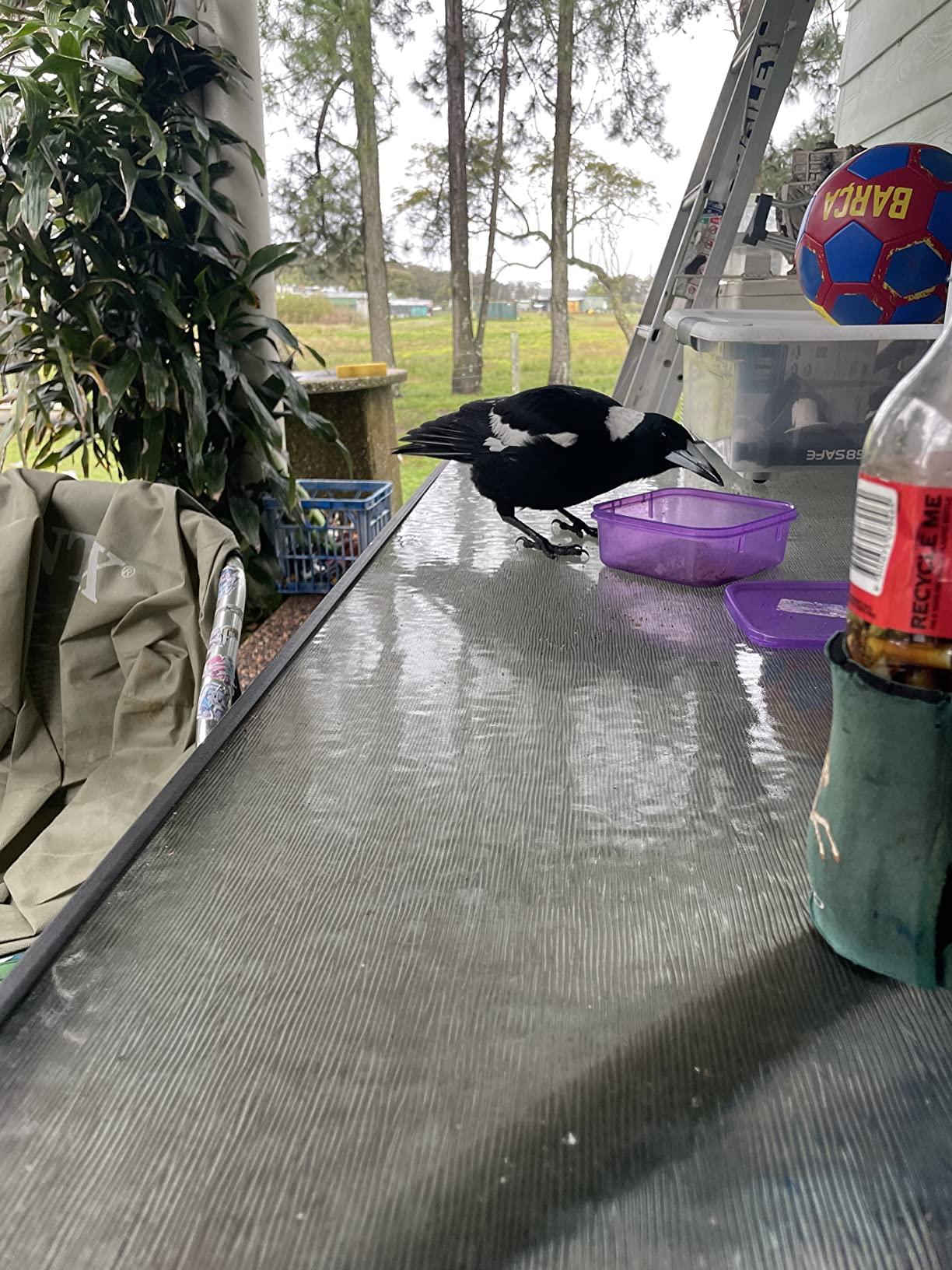 Wombaroo Insectivore Rearing Mix : Amazon.com.au: Pet Supplies