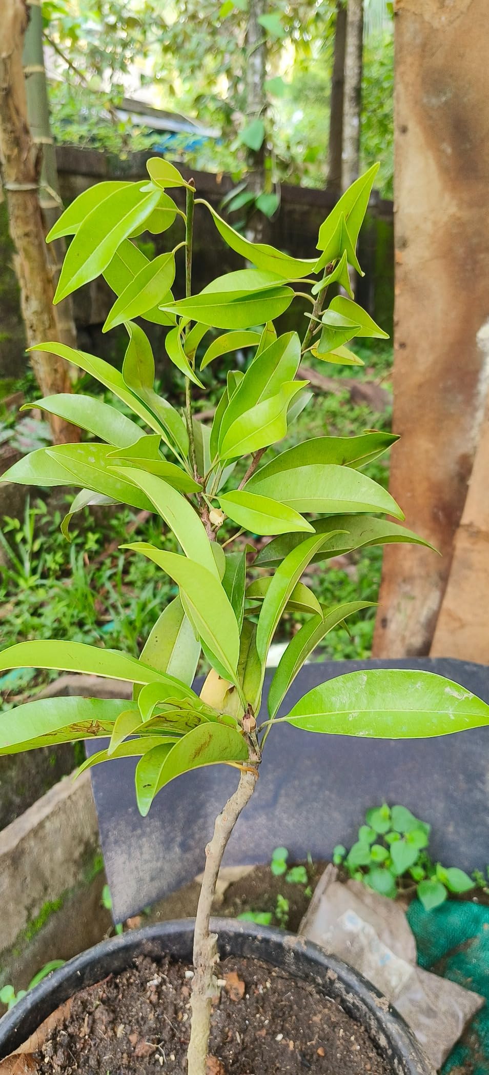 Greenery Nursery Thai Kalapatti Chiku Grafted Plant & Tree Original ...