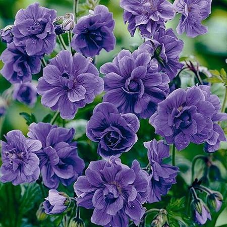 Amazon.com : Seeds - 10 Double Purple Geranium Seeds Flowers Perennial ...