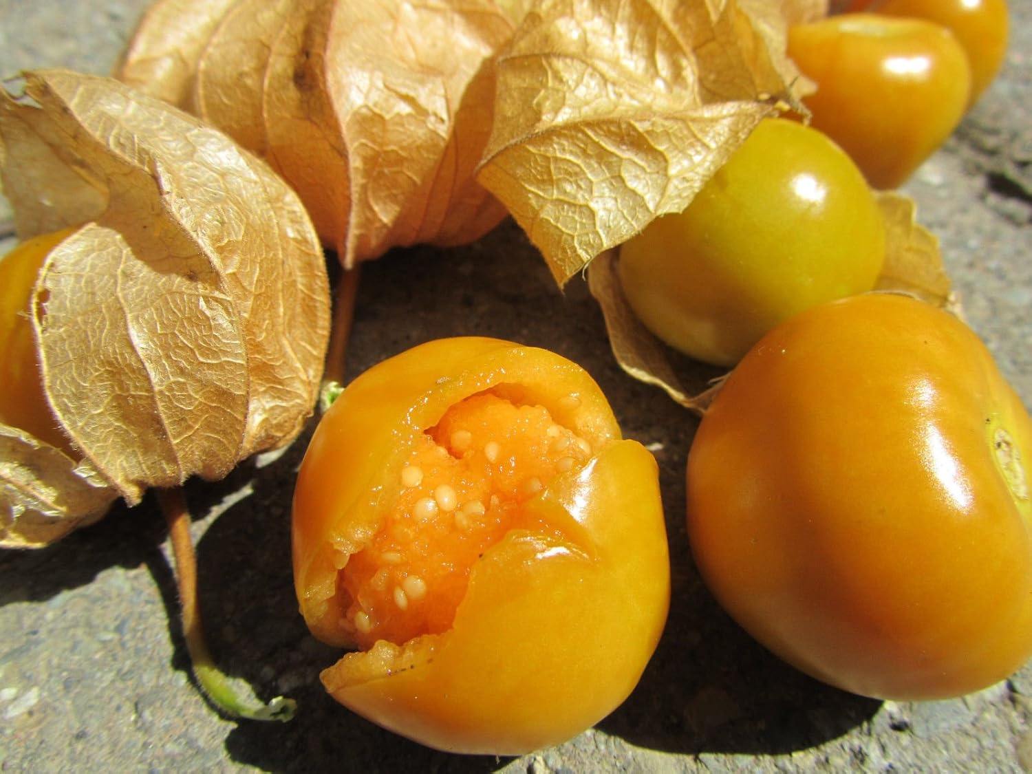 10 Samen MEXICAN STRAIN tomatillo, Gelb, Bio, Husk Tomate, Miltomate ...