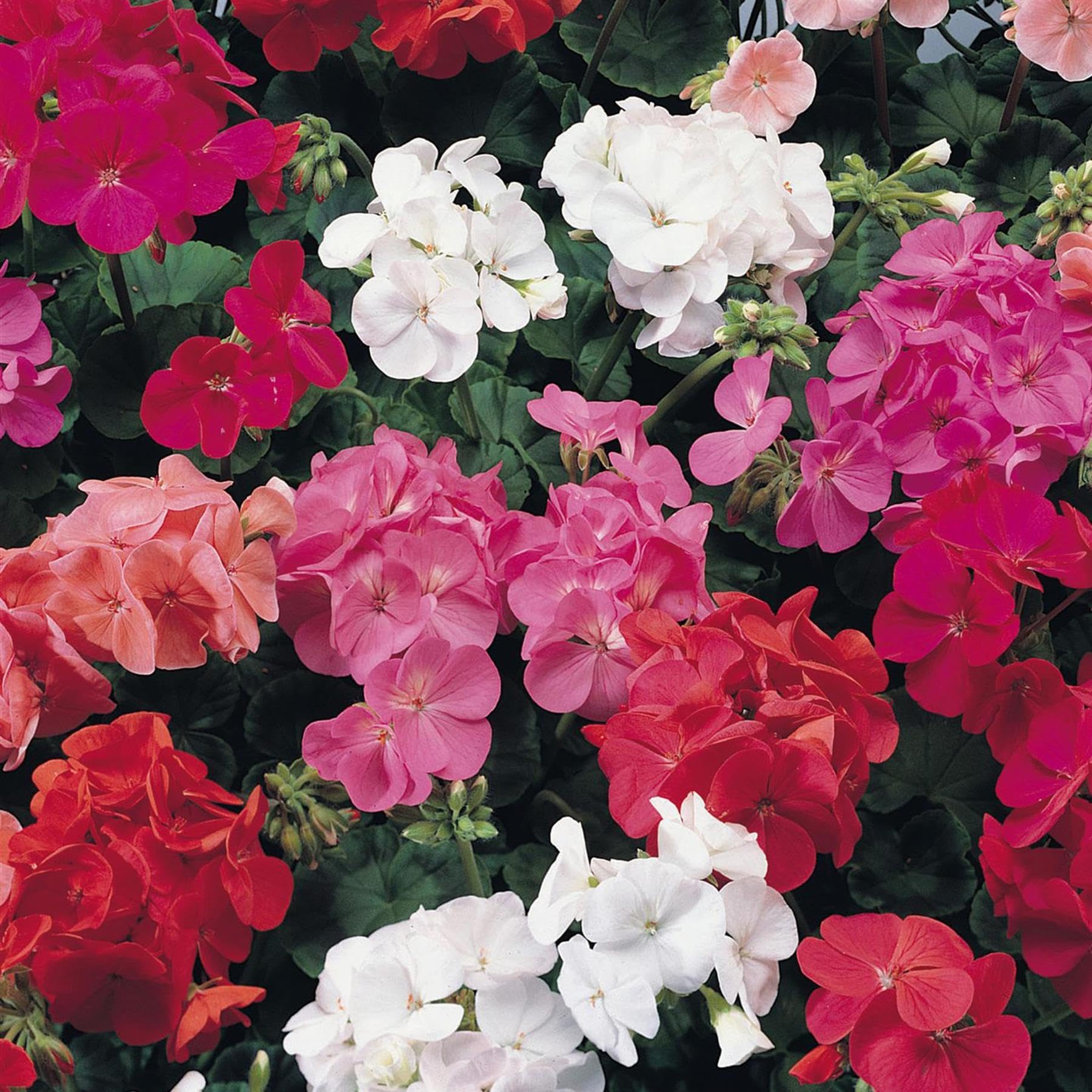 Geranium Zonal Mixed Colours Summer Garden Plug Plants Pack x6 : Amazon ...