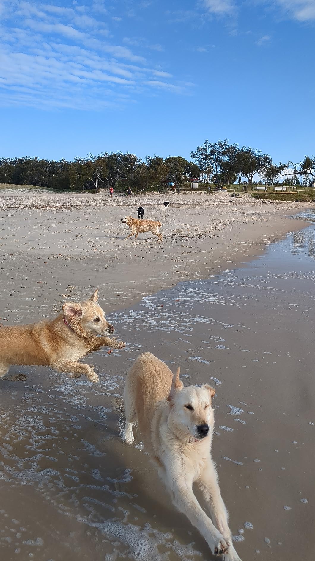 ChuckIt! Fetch & Fold 25M Dog Ball Launcher, 25" Length, Includes ...