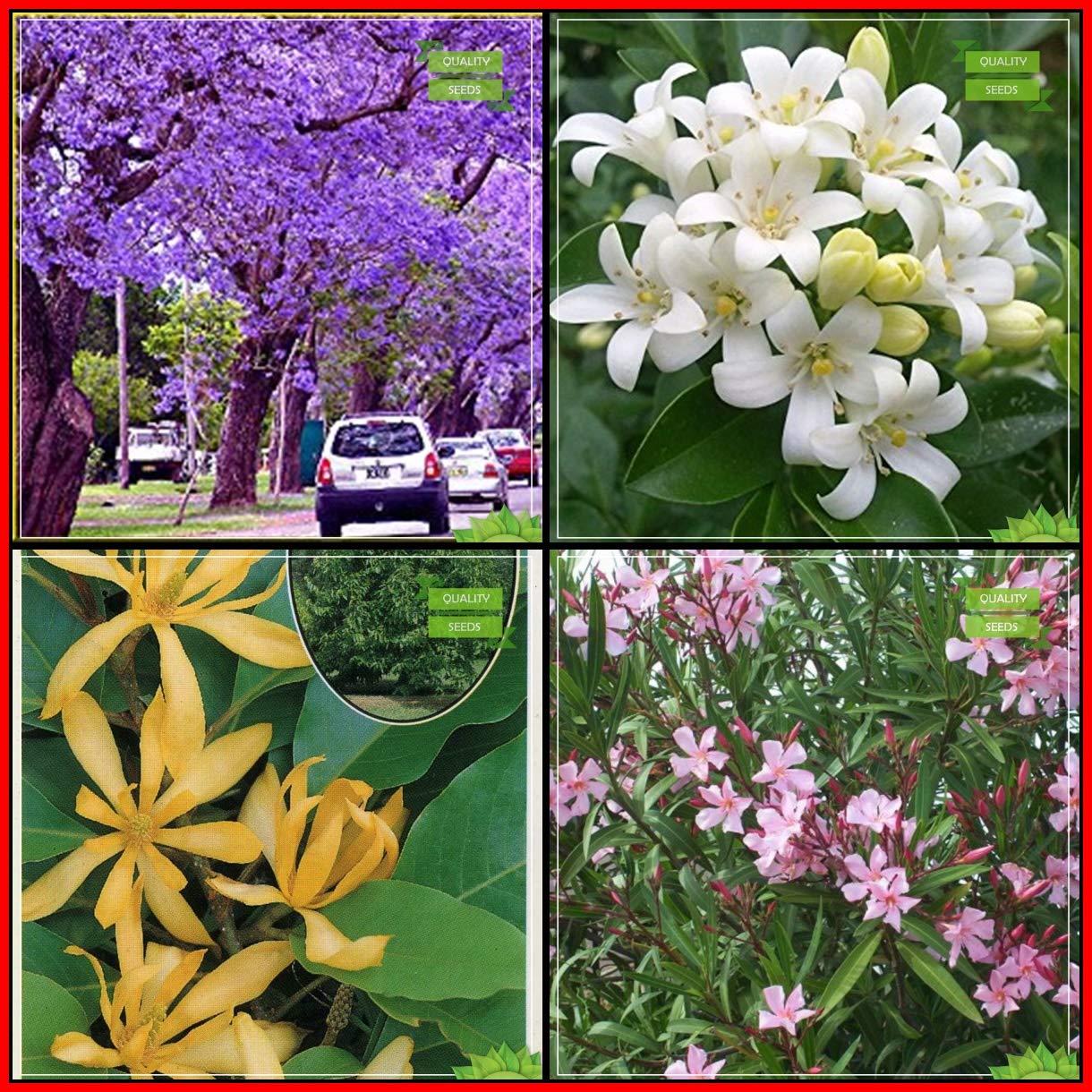 Creative Farmer Best Seeds Combo Tree Seeds : Blue Jacaranda, Murrayya ...