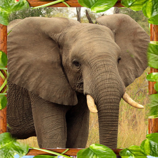 Elephant Family Simulator 3D - App on Amazon Appstore