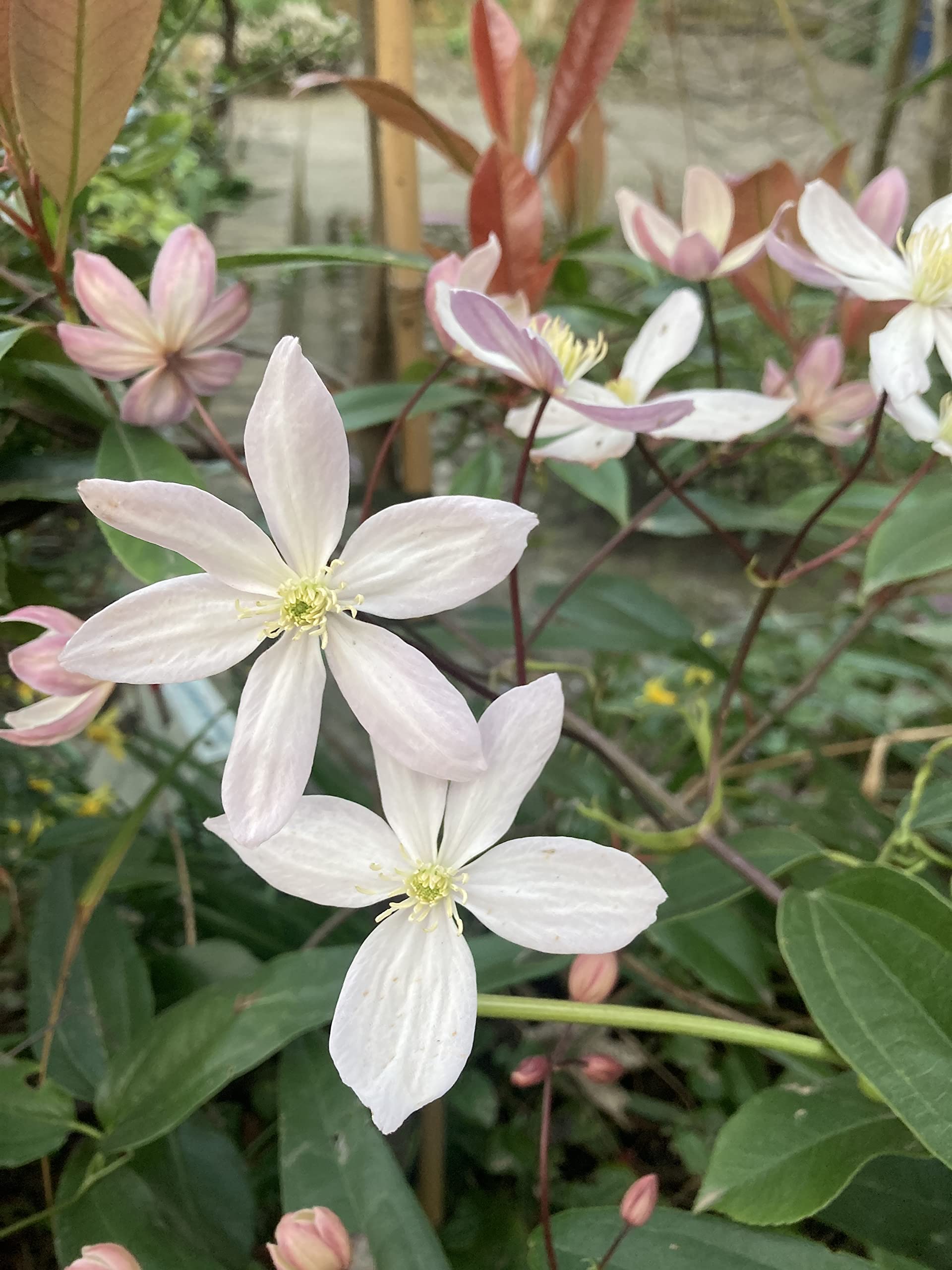 Clematis Armandii Alternative Eden Favourite Plant Of The Week