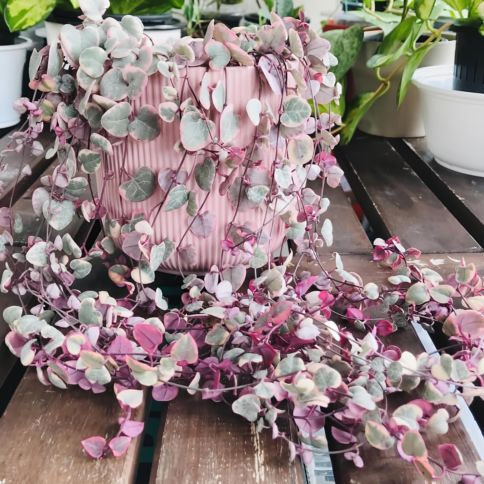 Amazon.com : String of Heart Plant, Variegated String of Hearts Plant ...