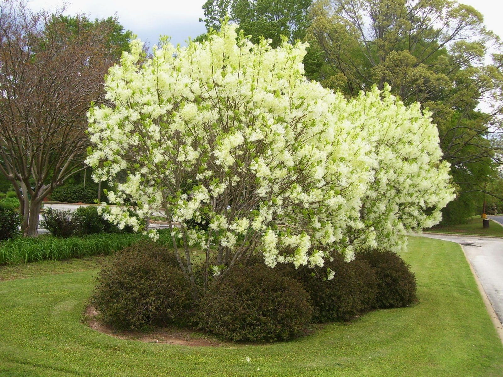 Buy American Fringe Tree - Live Tree in a 3 Gallon Pot - Chionanthus ...