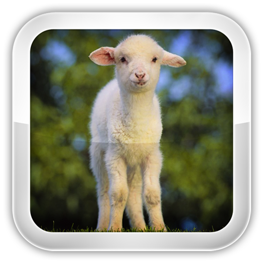 Sheep Games - App on Amazon Appstore