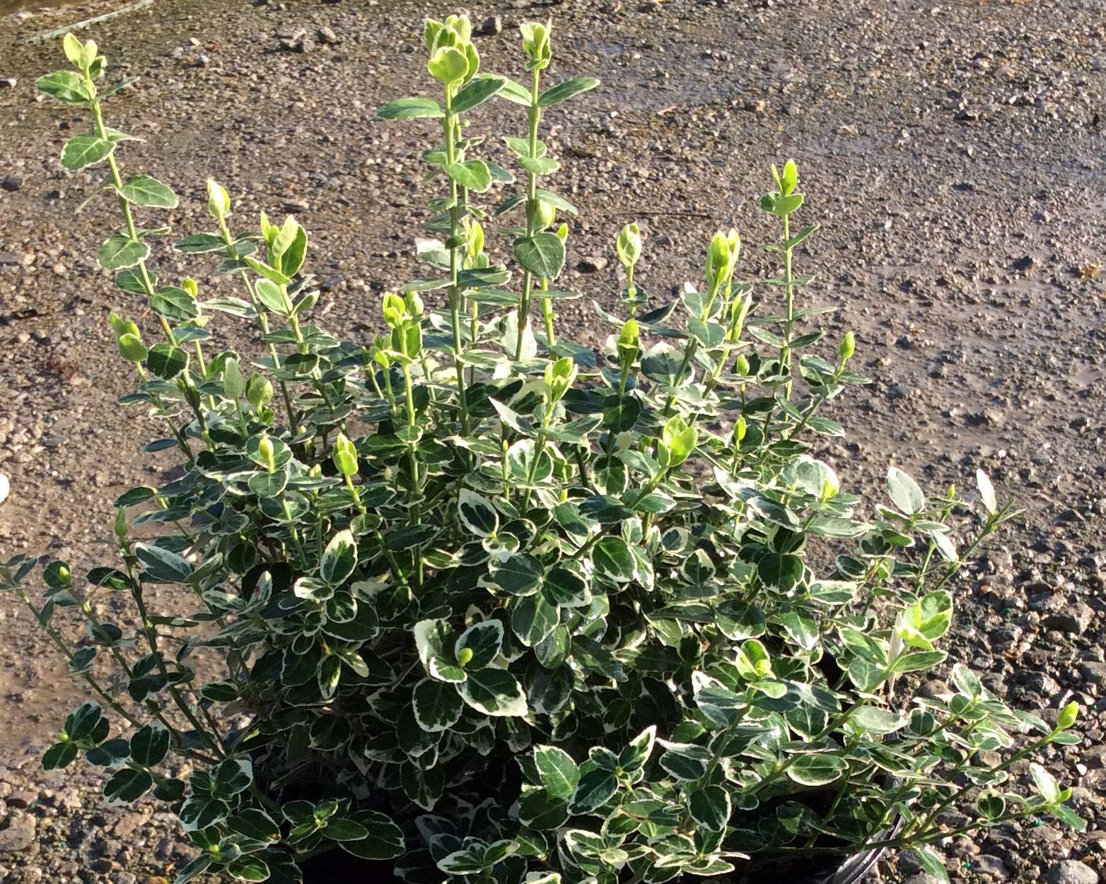 Euonymus Emerald Gaiety Fossil Creek Nursery
