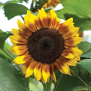 Amazon.com : CHUXAY GARDEN ProCut Bicolor Sunflower Seed 25 Seeds ...