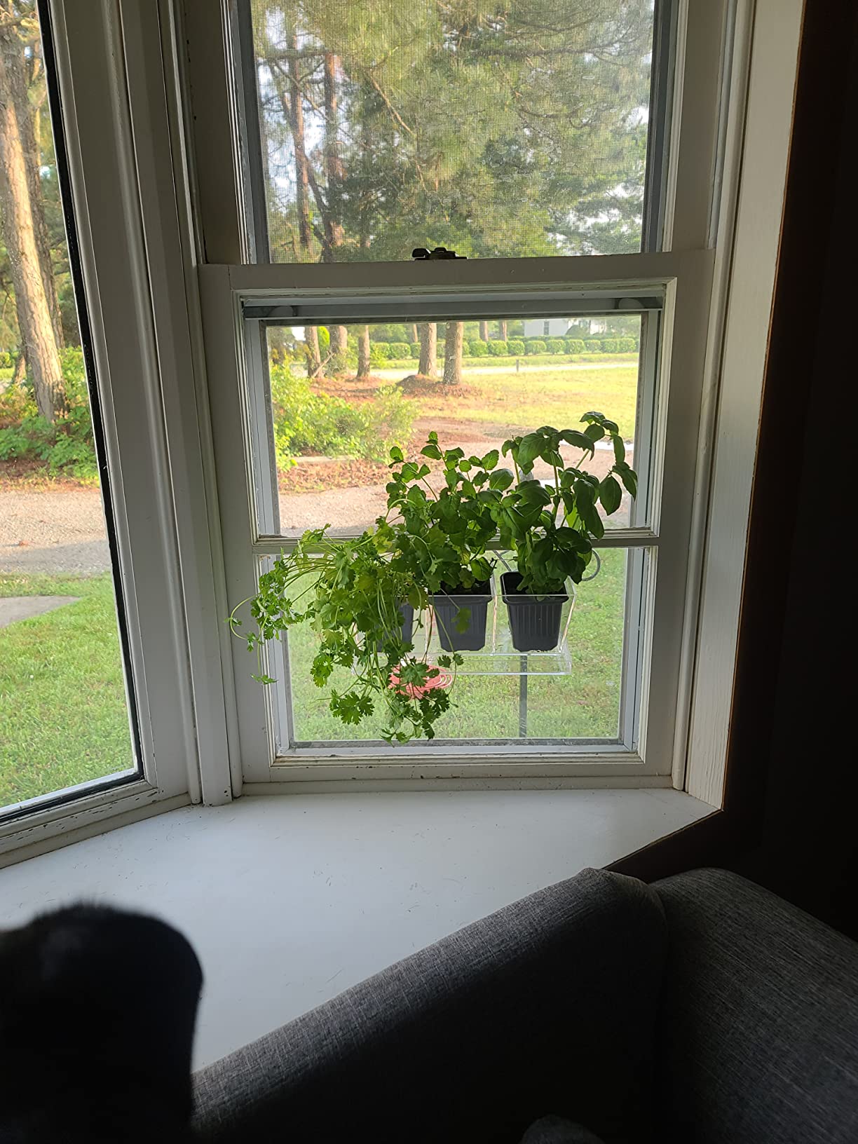 Amazon.com : Suction Cup Window Planter - Sturdy Suction Cup Herb ...