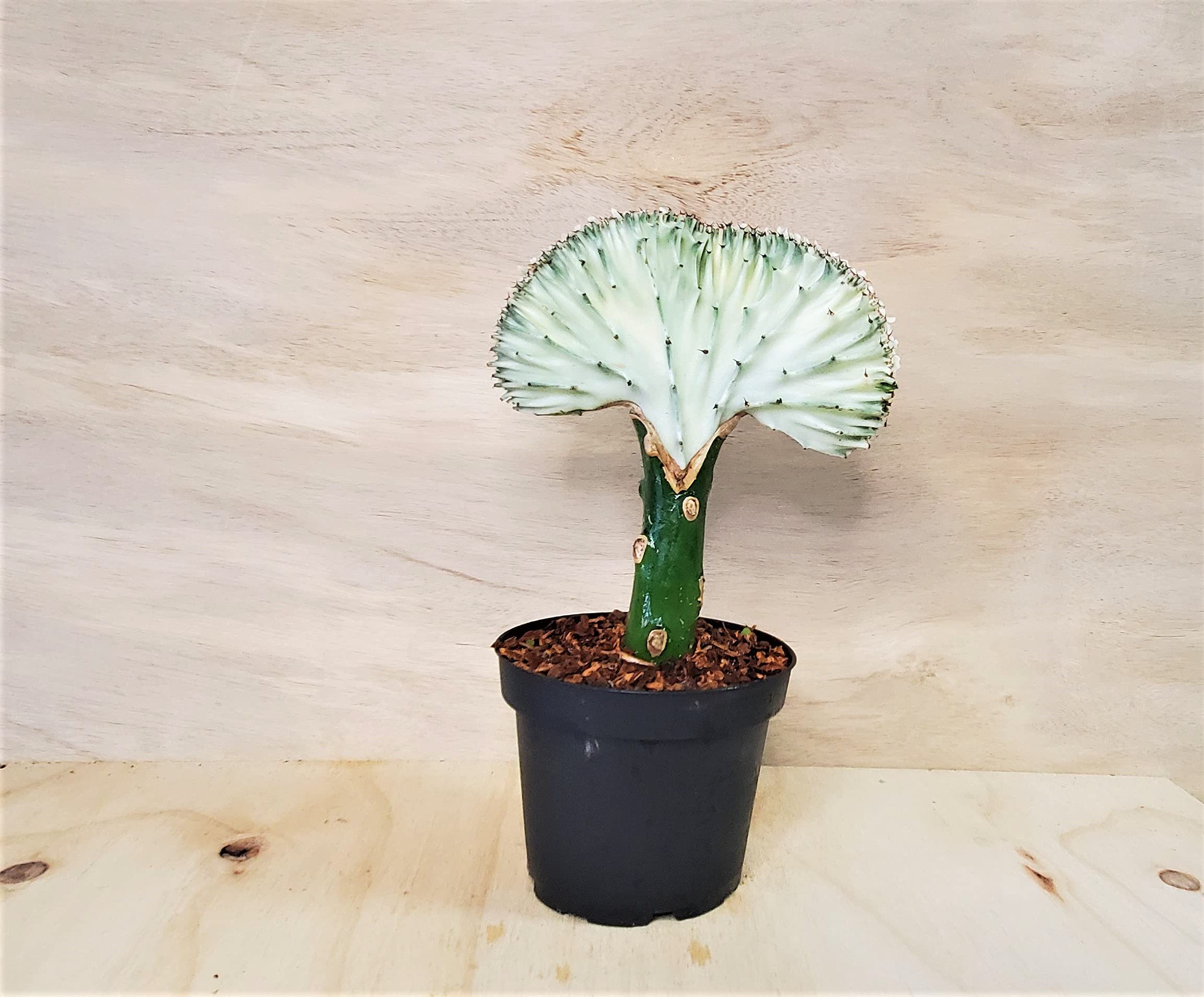 Big Coral Cactus