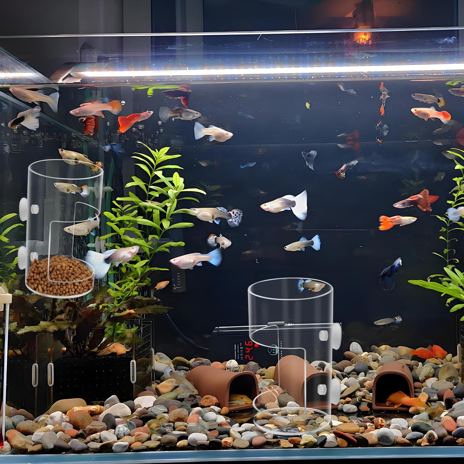 Live Aquarium Buy Live Freshwater Fish Online New Year 2026