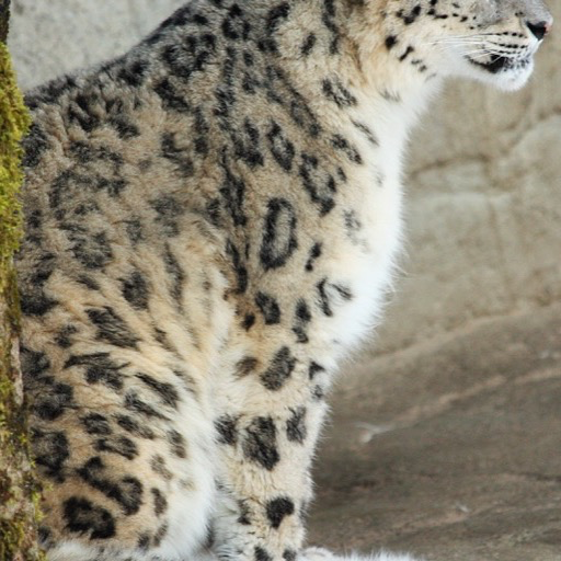 snow leopard Wallpaper -- HD Wallpapers of snow leopards! - Application ...