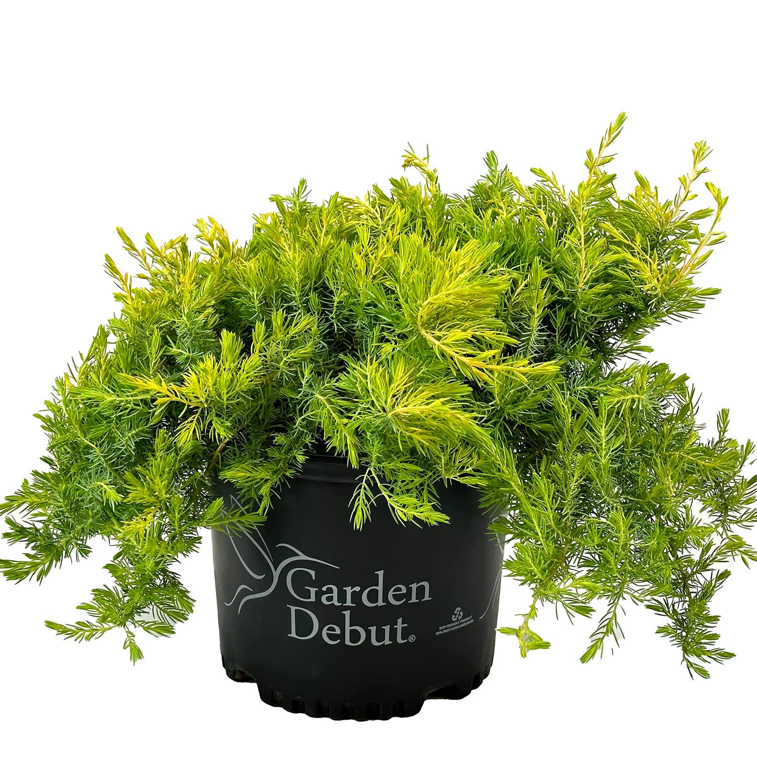 Amazon.com : Blooming & Beautiful - Golden Pacific Juniper - 3 gal ...