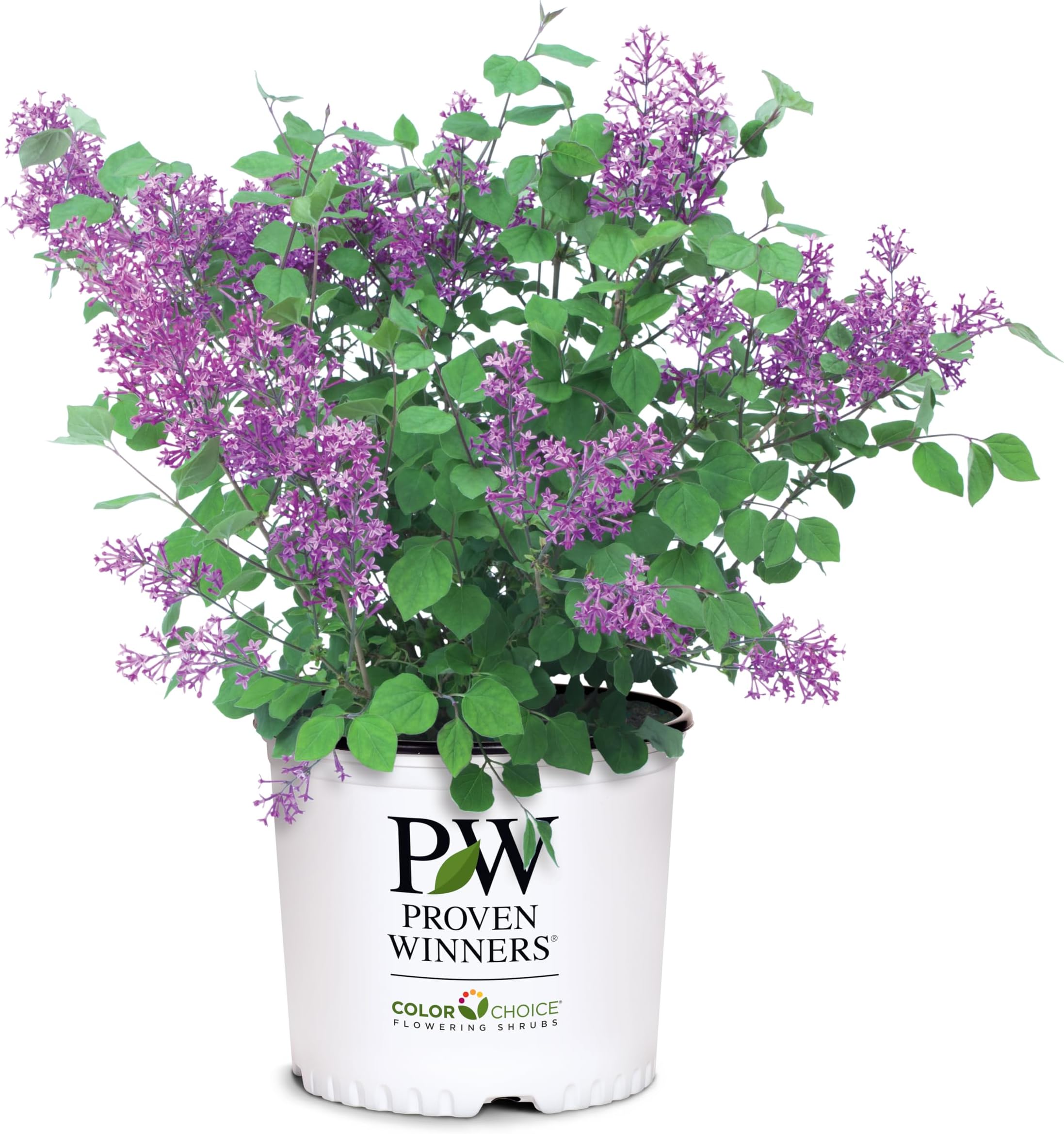 Amazon.com : Red Pixie Lilac Shrub – Fragrant Reblooming Lilac Bush ...
