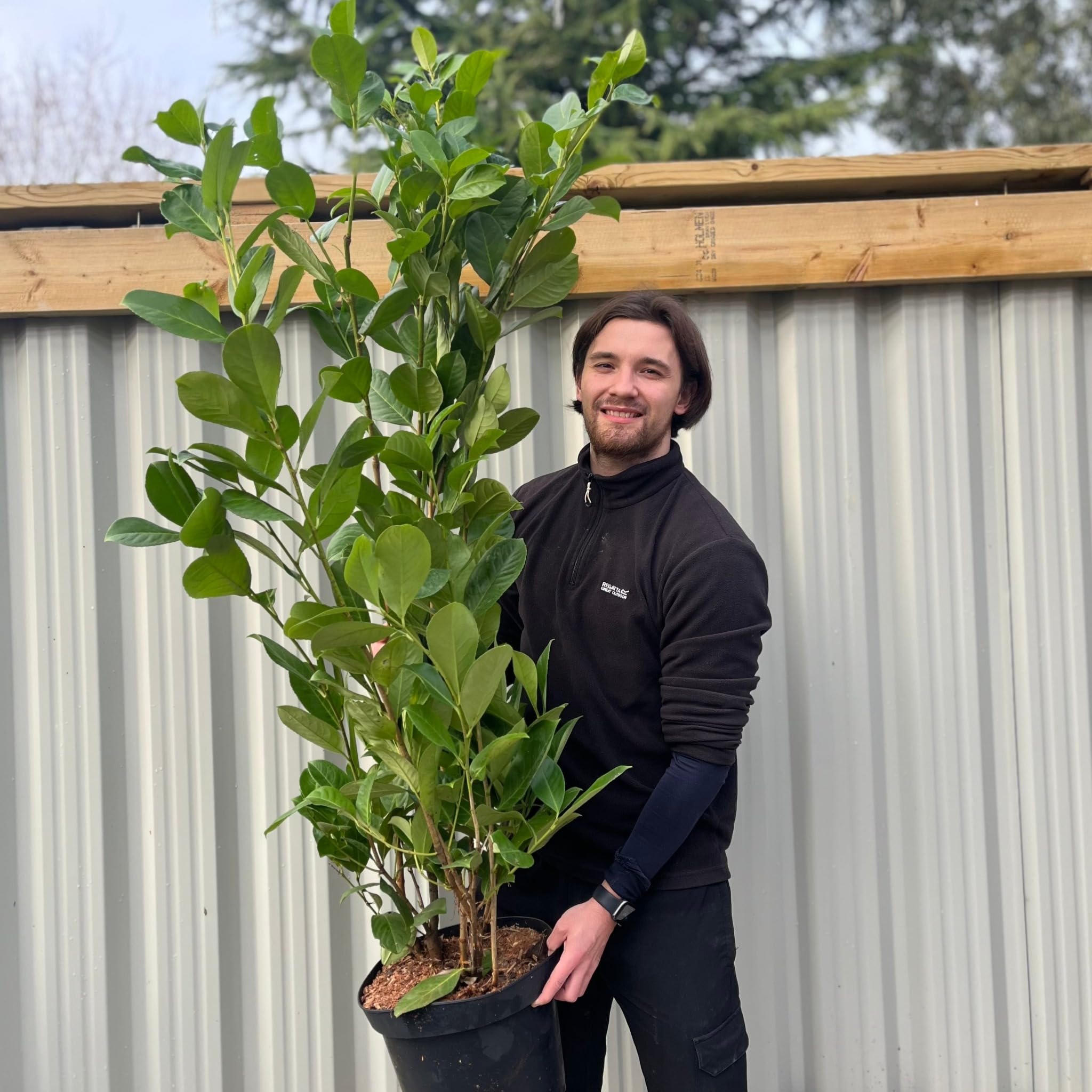 1 x 5ft Cherry Laurel Hedging Plant | Established Large Healthy Cherry ...