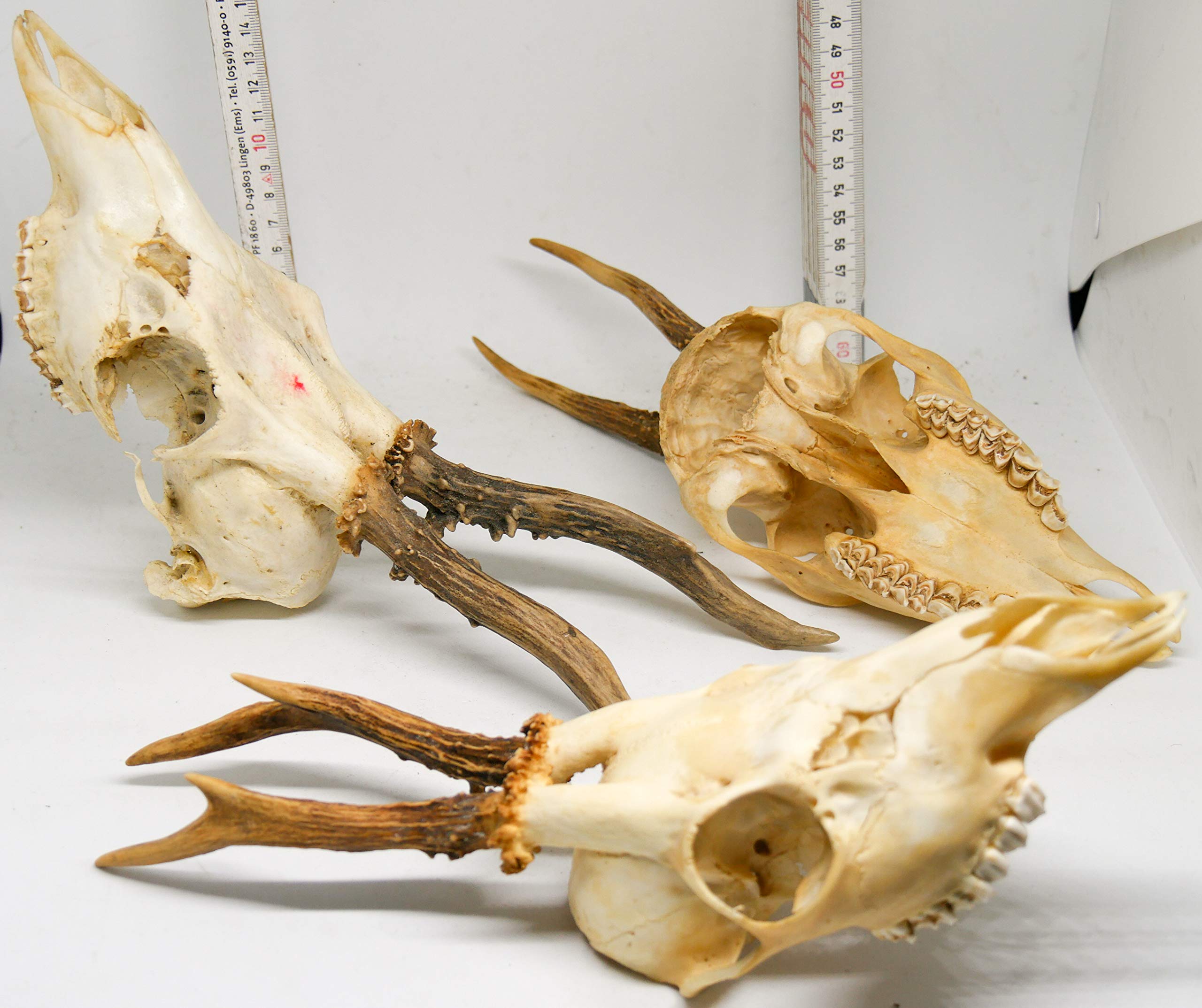 Deer Skull Anatomy Red Deer Skull