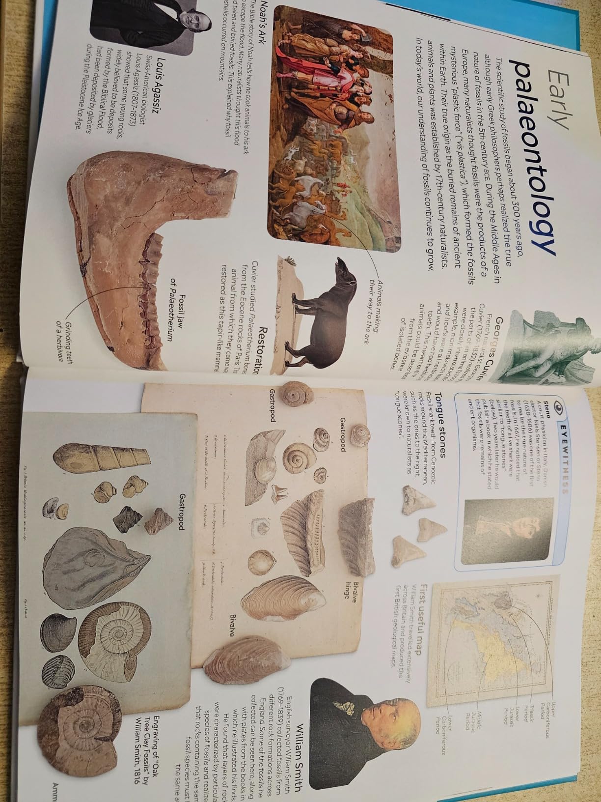 Fossil (DK Eyewitness) eBook : Taylor, Dr Paul David: Amazon.co.uk ...
