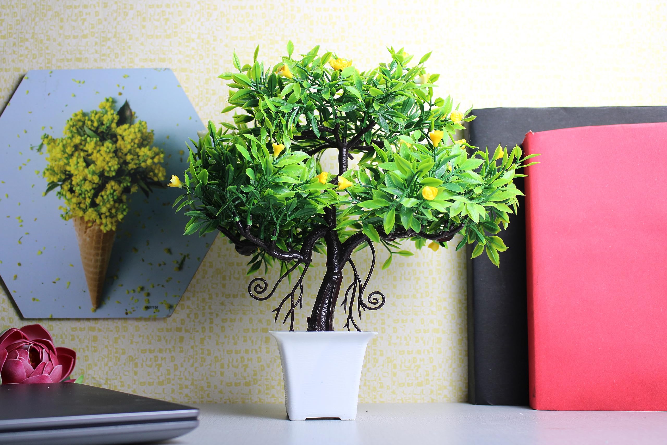Mango Bonsai Tree