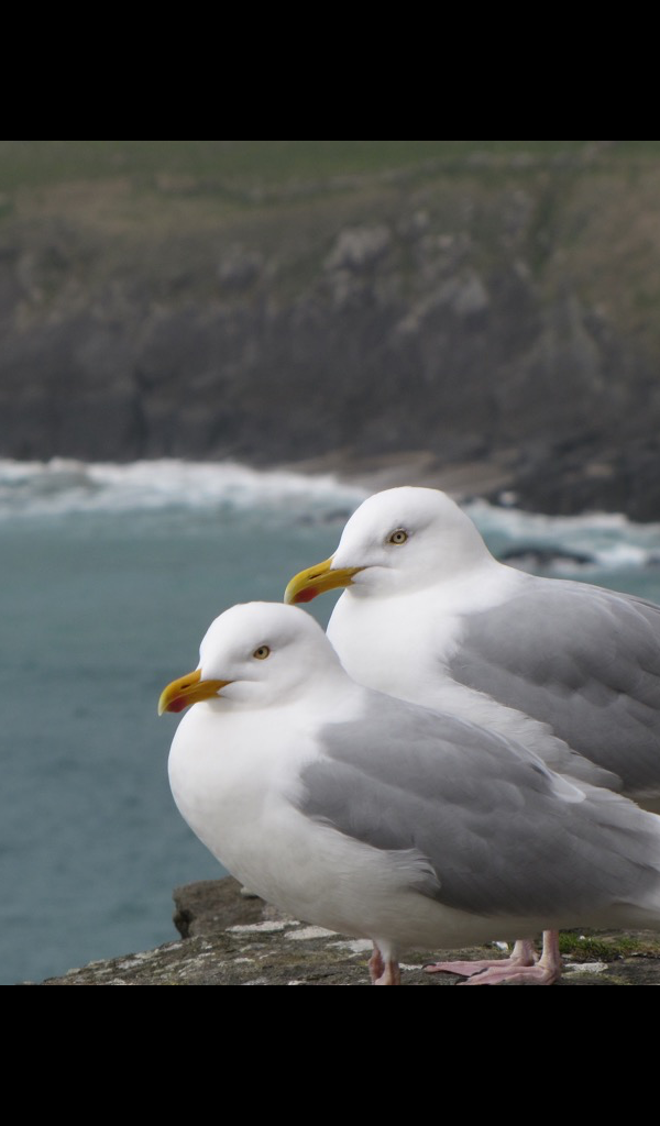 Gull Wallpaper -- HD Wallpapers of Gulls! - App on Amazon Appstore