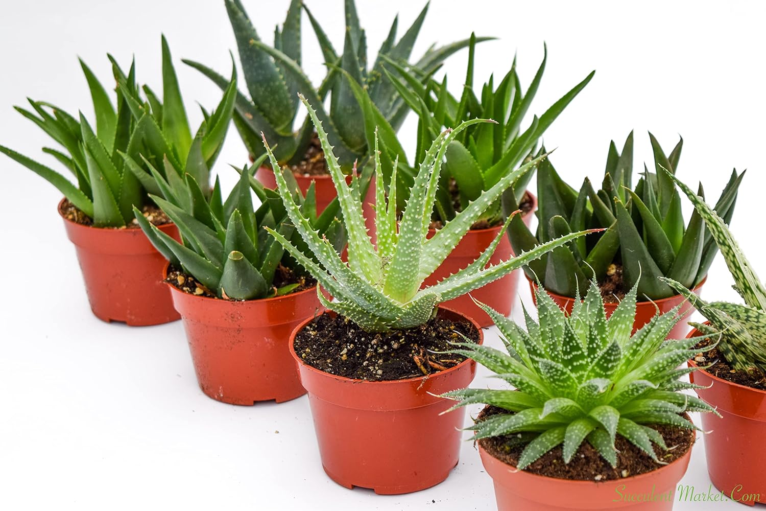 Amazon.com : Live Aloe Succulents – Large Assorted 4-Inch Aloe ...