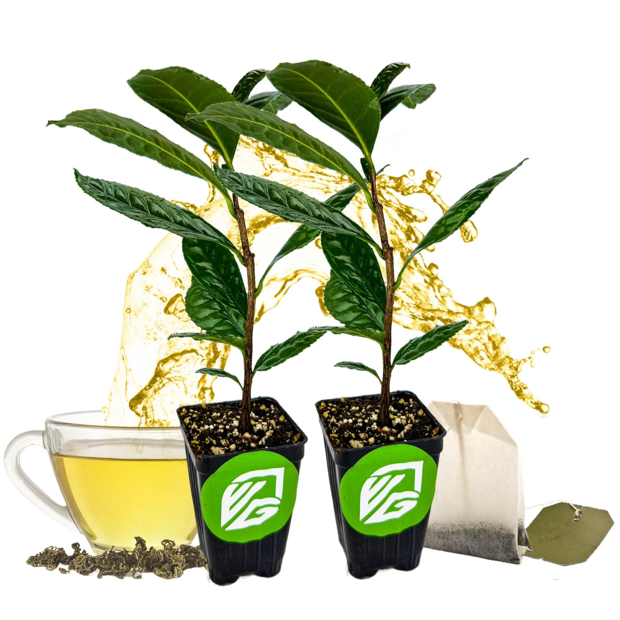 Amazon.com : Tea Plant (Green Tea) Live Plant (2-Pack) - Camellia ...