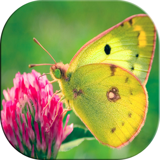 Butterfly Wallpaper - App on the Amazon Appstore