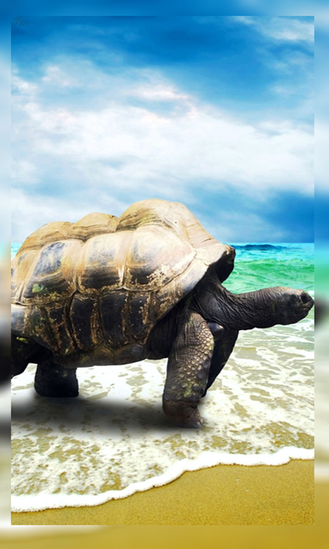 4K Turtle Wallpaper HD:Amazon.com:Appstore for Android