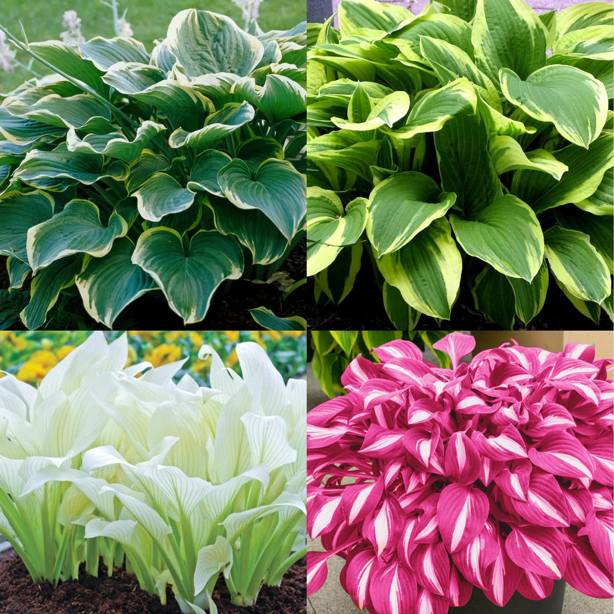 Amazon.com : PLATAGO Mixed Hosta Seeds Perennial Hosta Plants Grow ...