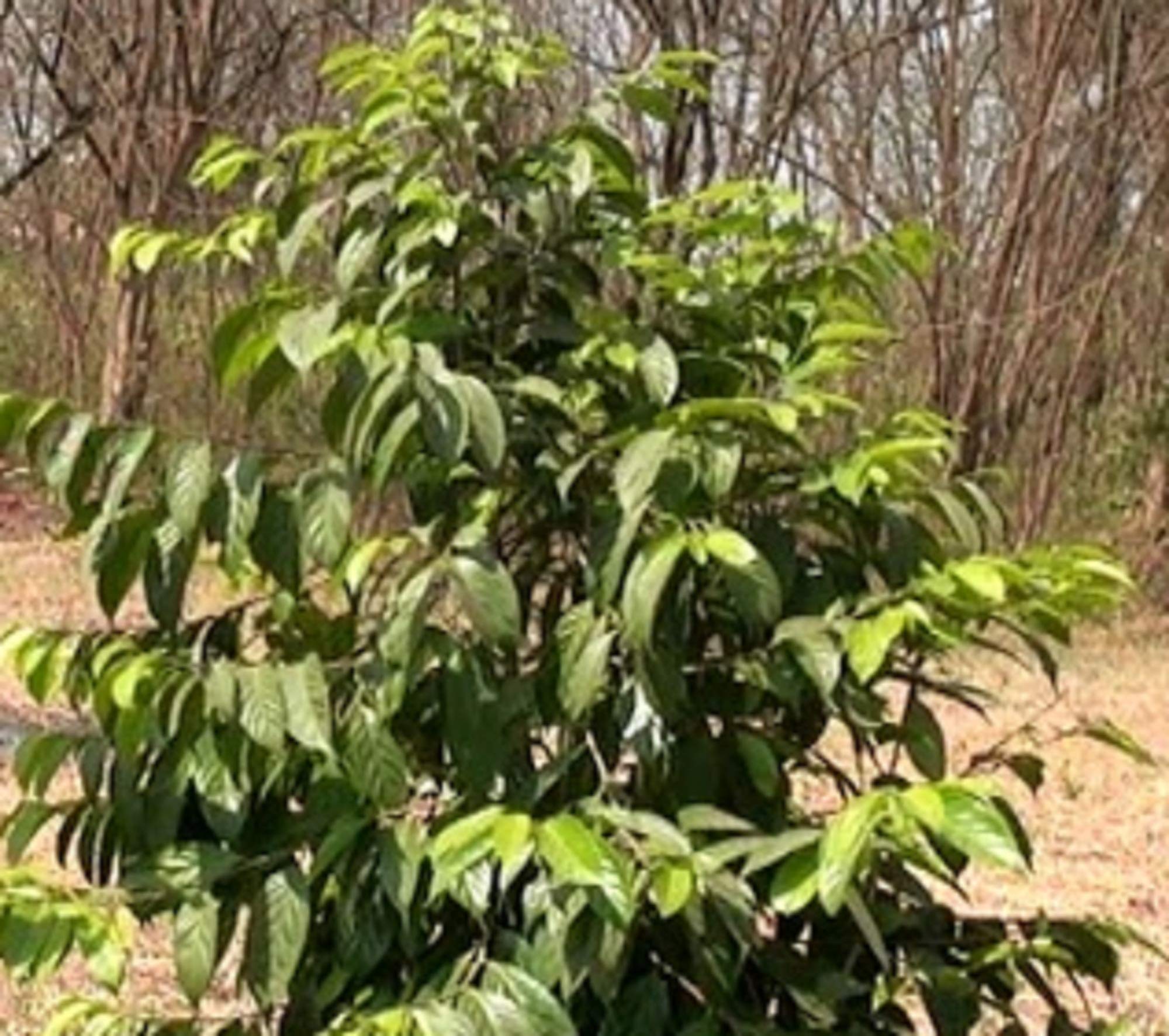 Buy SS Naturals- Jangli Almond, Hydnocarpus pentandrus, Chalmogra ...