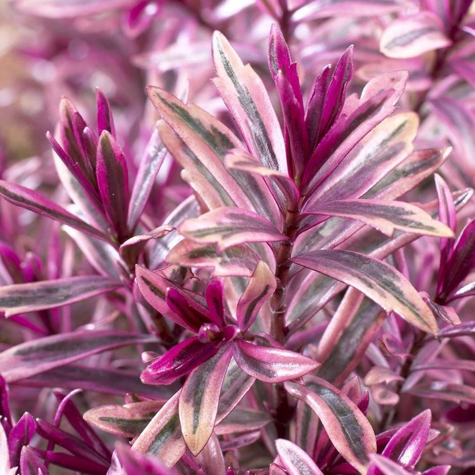 Hardy Evergreen Flowering Shrubs Best Hebe Wiri Desire In NZ | Free