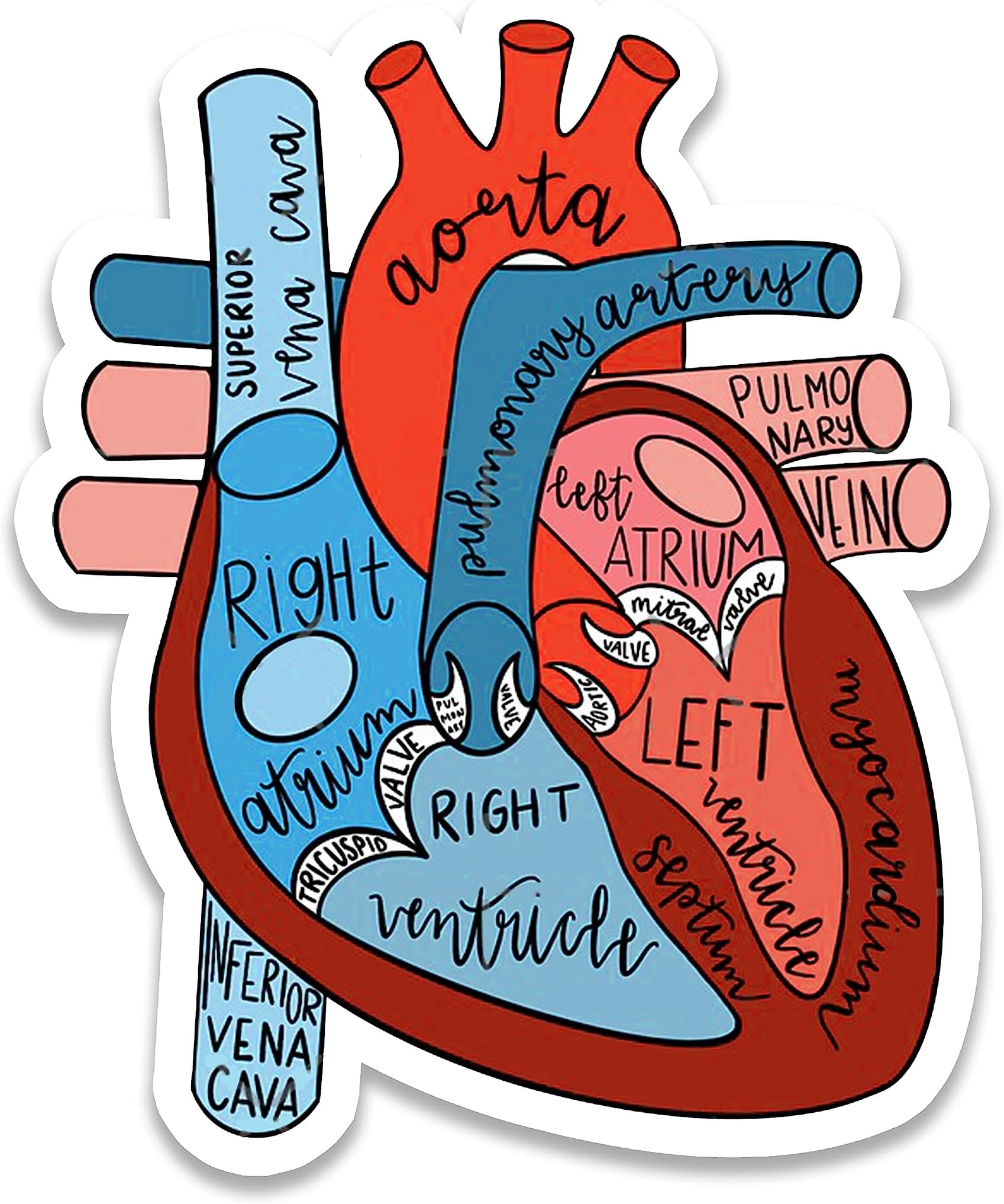 Amazon.com: STICKMEHOLIC Anatomical Heart Sticker, Cute Nurse Sticker ...