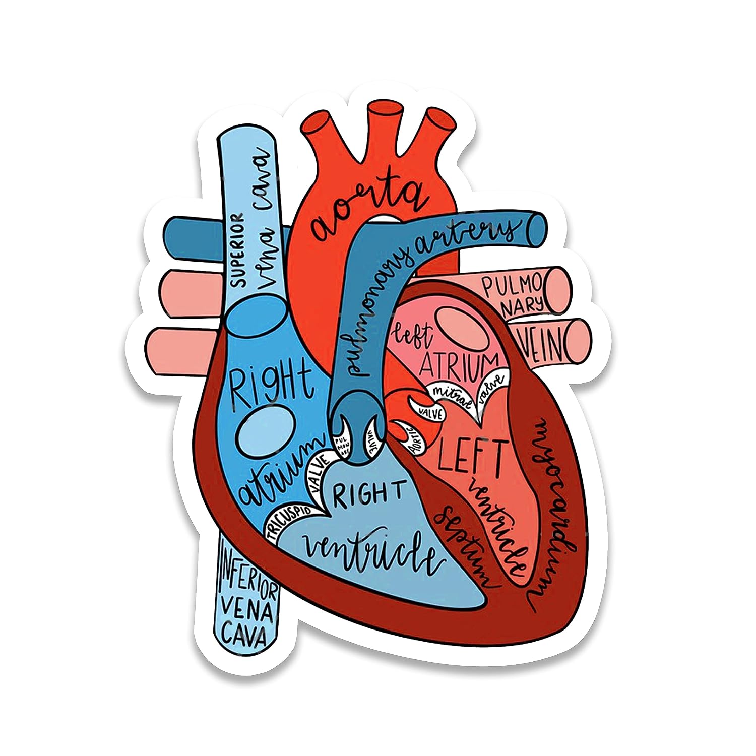 Amazon.com: Miraki Anatomical Heart Sticker, Cute Nurse Sticker ...