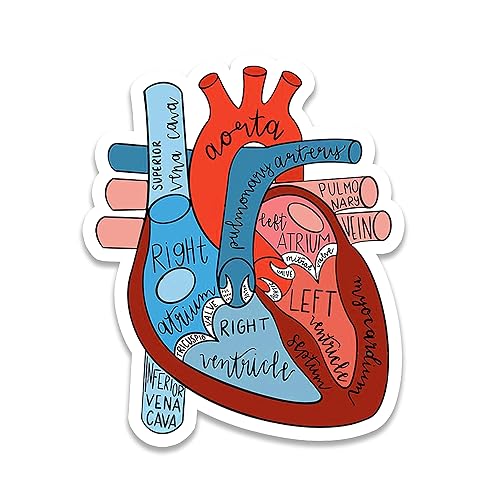 Amazon.com: Miraki Anatomical Heart Sticker, Cute Nurse Sticker ...