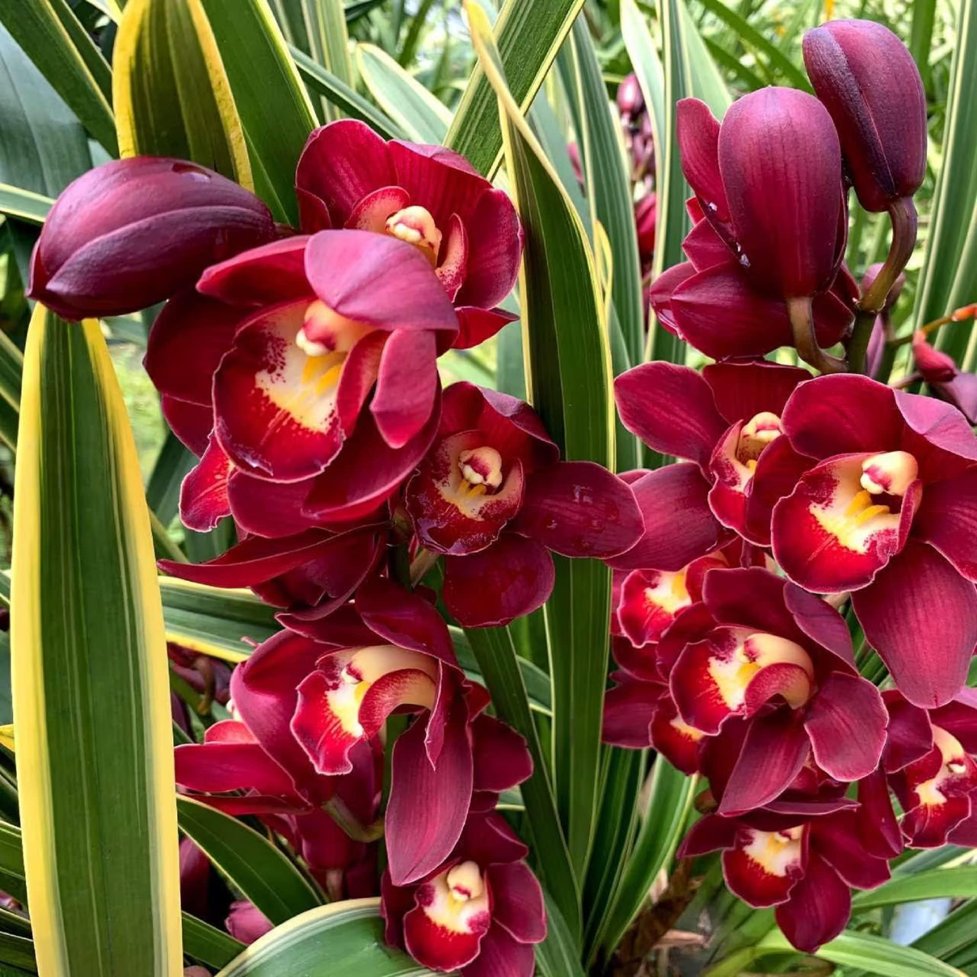 Amazon.com : CHUXAY GARDEN Rare Red Cymbidium Orchid Seed 100 Seeds ...