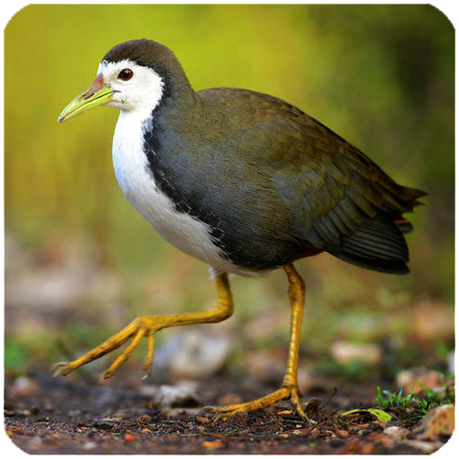 White-breasted Waterhen Call - App on Amazon Appstore