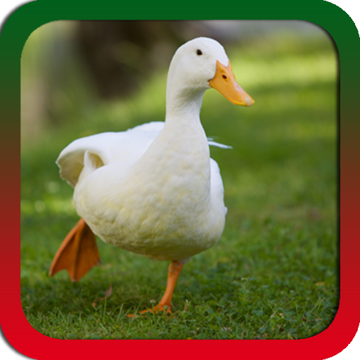 Duck Ringtones - App on Amazon Appstore