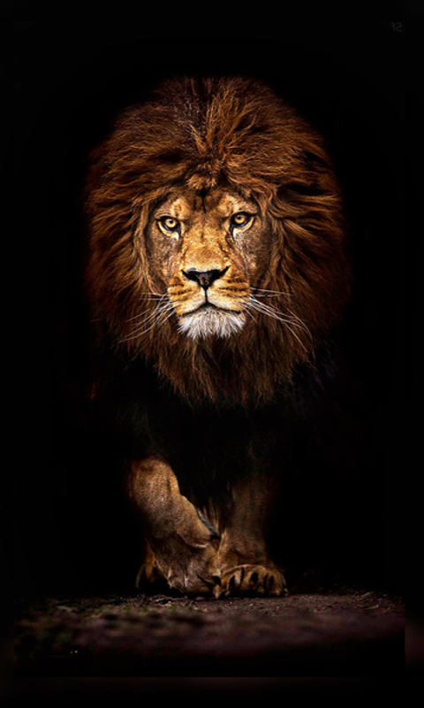 Lion Wallpaper Desktop 4k