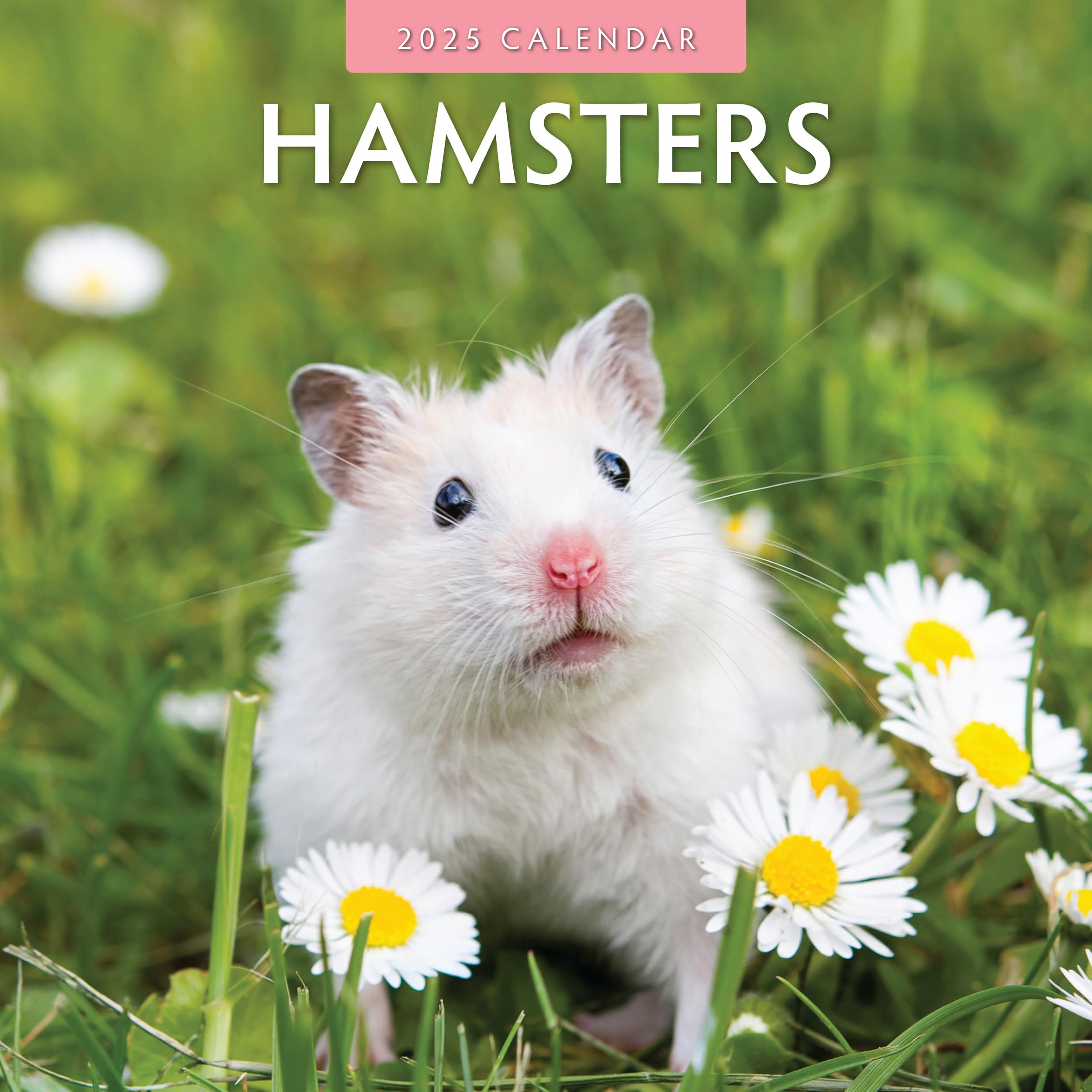 Amazon.com: Red Robin 2025 Hamsters Monthly Wall Calendar | 12" x 24 ...