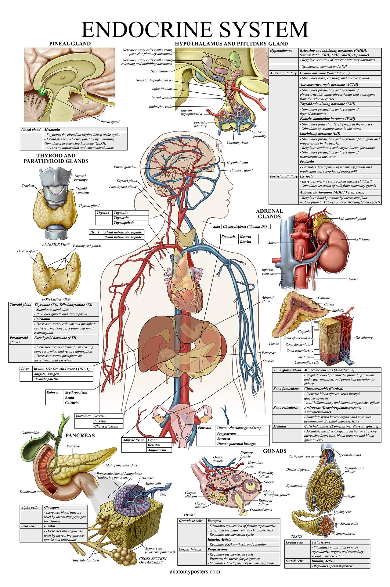 Buy Laminated Endocrine System Anatomical Chart - Endocrine Anatomy ...