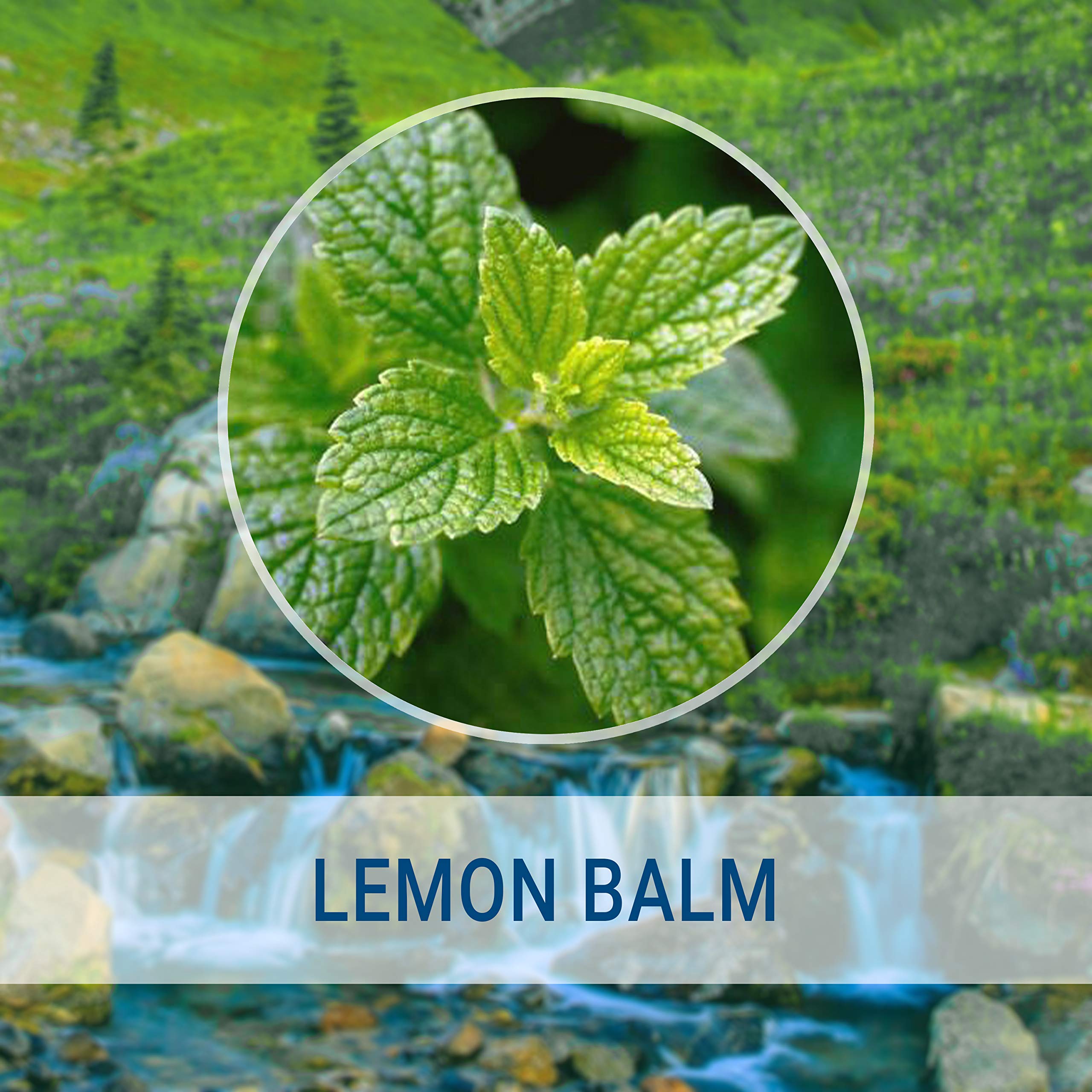 Buy HERBAMAMA Lemon Balm Liquid Extract - 2 fl. Oz Bottle - Organic ...