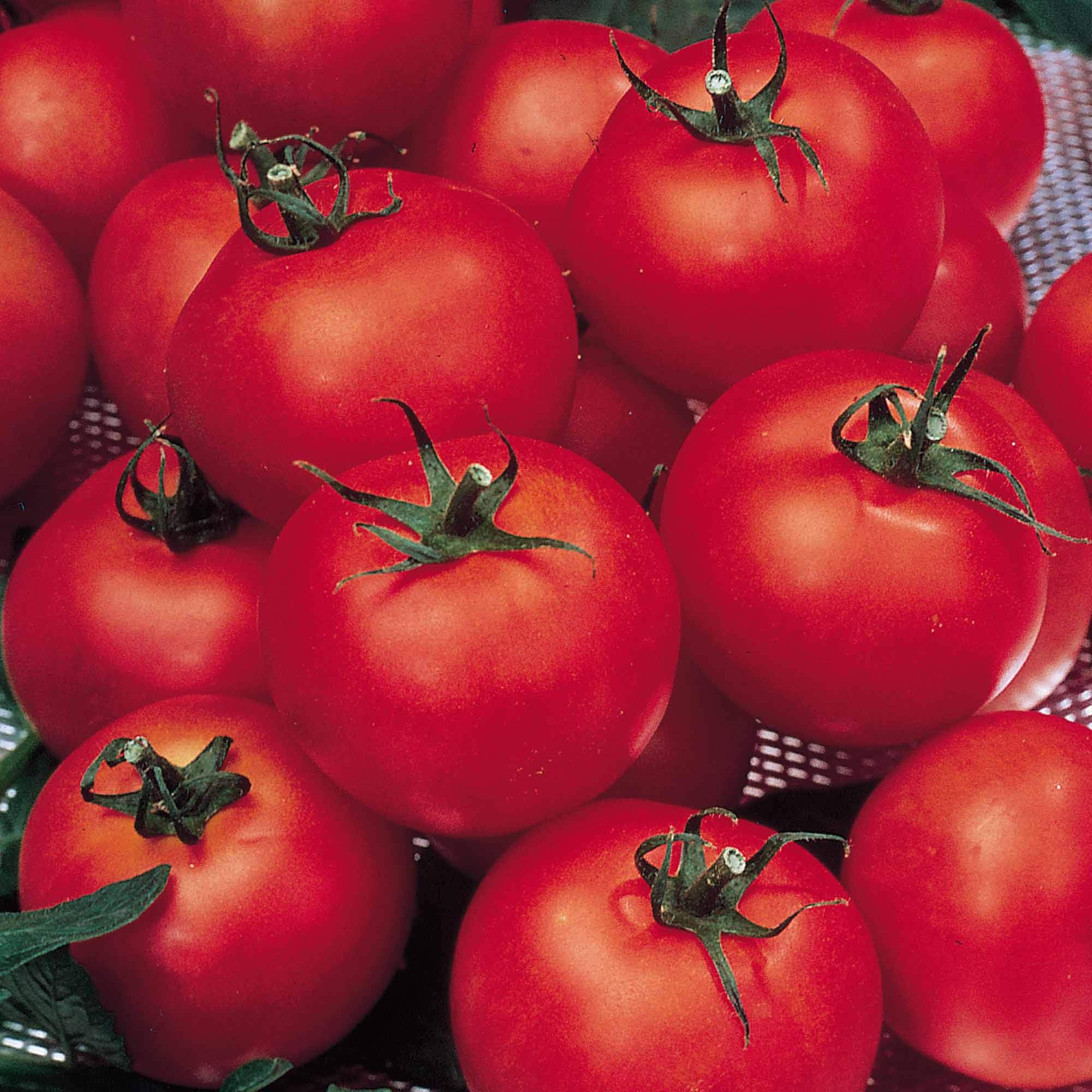 Suttons - Tomato Seeds - F1 Crimson Crush : Amazon.co.uk: Garden