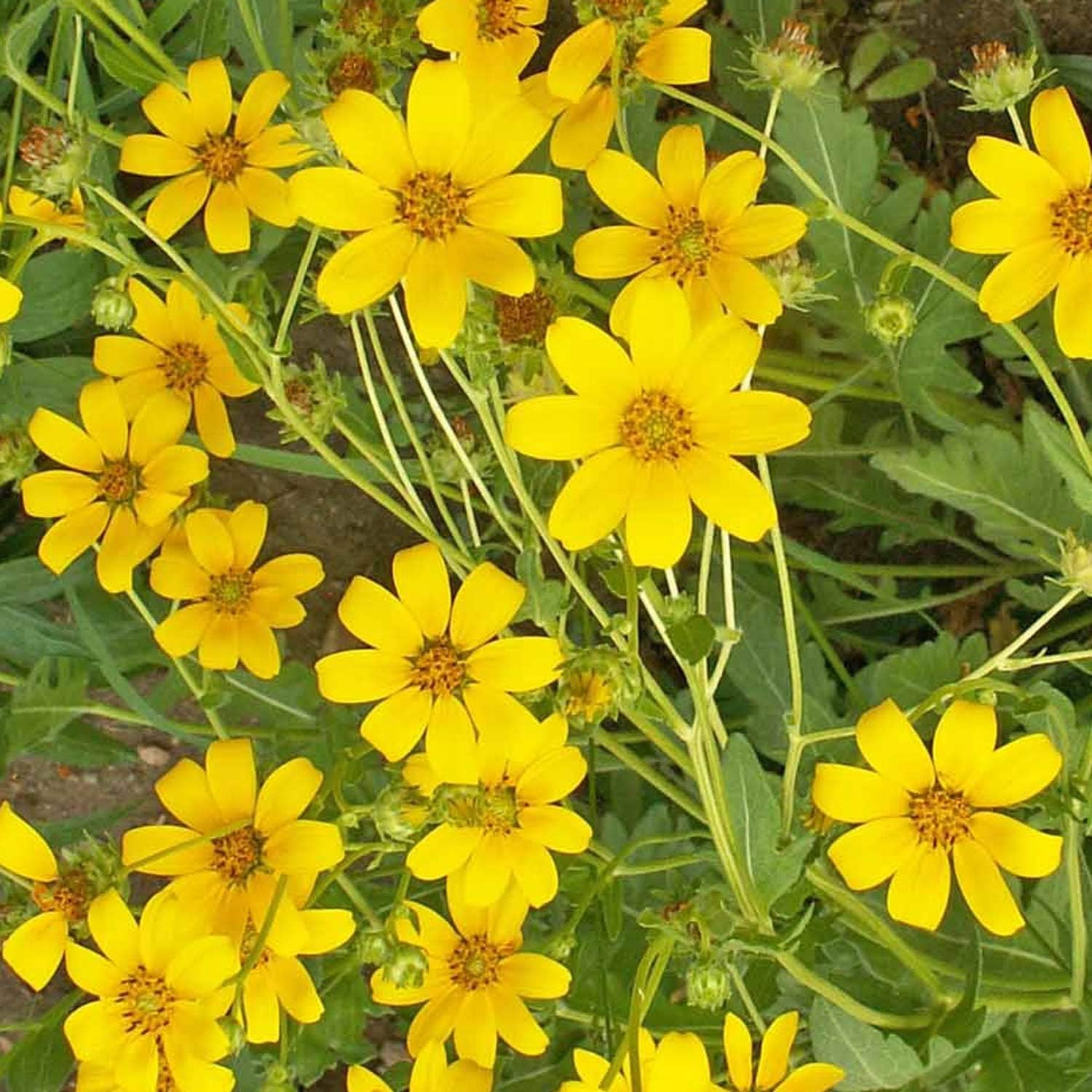 Amazon.com : UtopiaSeeds Engelmann Daisy Seeds - Drought and Heat ...
