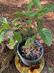 Amazon.com: Bitter Leaf Plant – Vernonia amygdalina. Great Herbal ...