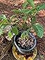 Amazon.com: Bitter Leaf Plant – Vernonia amygdalina. Great Herbal ...