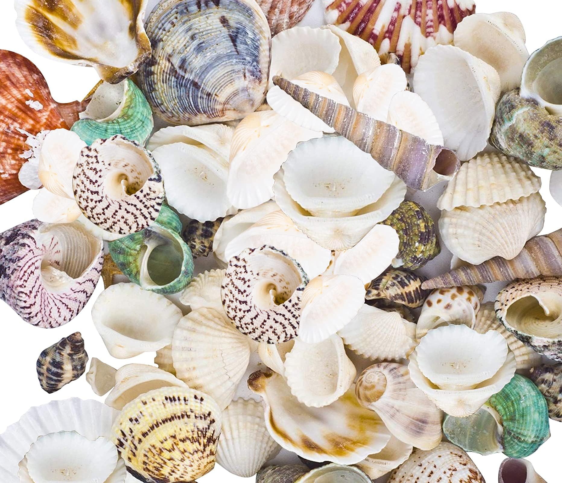 Amazon.com: Fun Express Large Size Seashell Assortment 5 Lbs - VBS ...