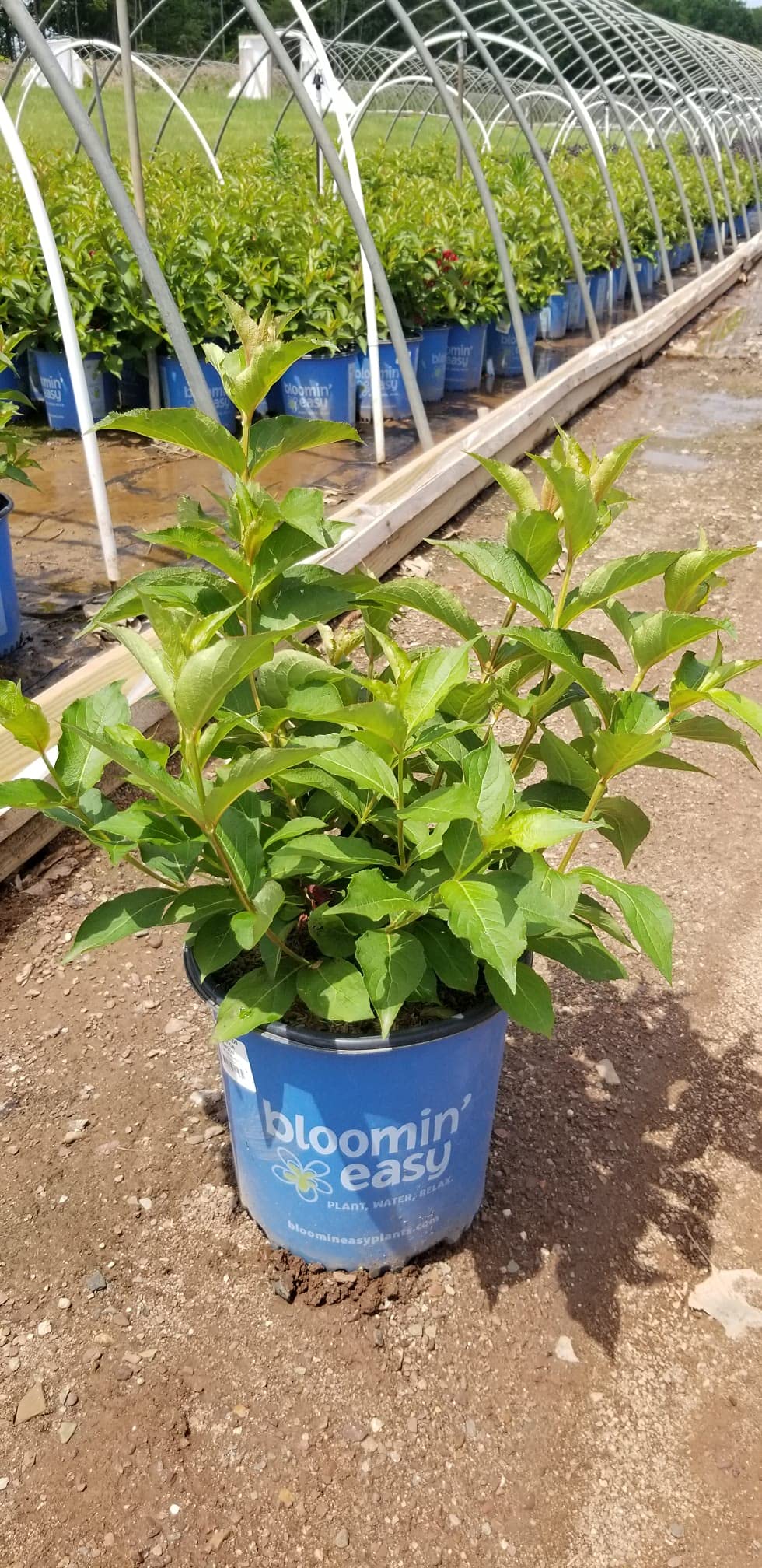Buy Weigela x Date Night Maroon Swoon (Weigela) Shrub, deep red flowers ...
