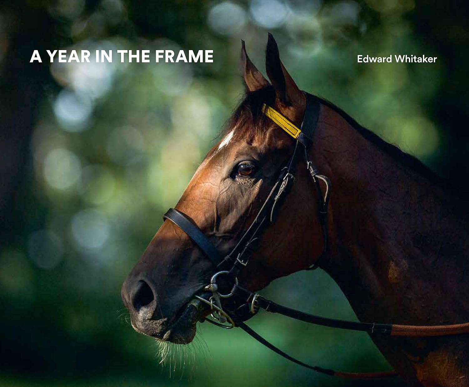A Year in the Frame: Whitaker, Edward: 9781910497784: Amazon.com: Books