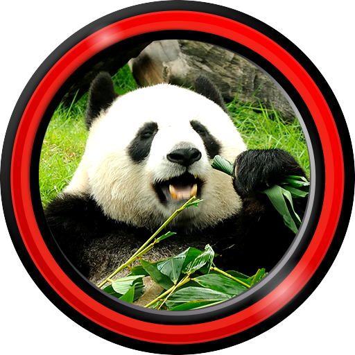 Panda Live Wallpapers - App on Amazon Appstore